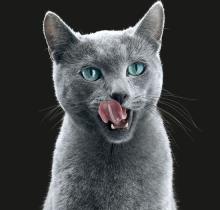 Premium Paté Cat Food - Gourmet Paté Cat Food | SHEBA®