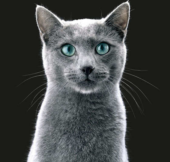 Cat Food With Extra Gravy | Gravy Indulgence | SHEBA®