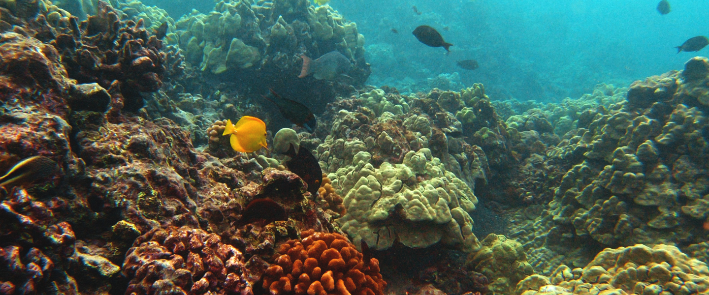 SHEBA HOPE GROWS™ | SHEBA US