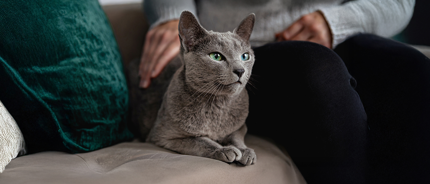 A Guide To The Premium Ingredients In Sheba® Cat Food